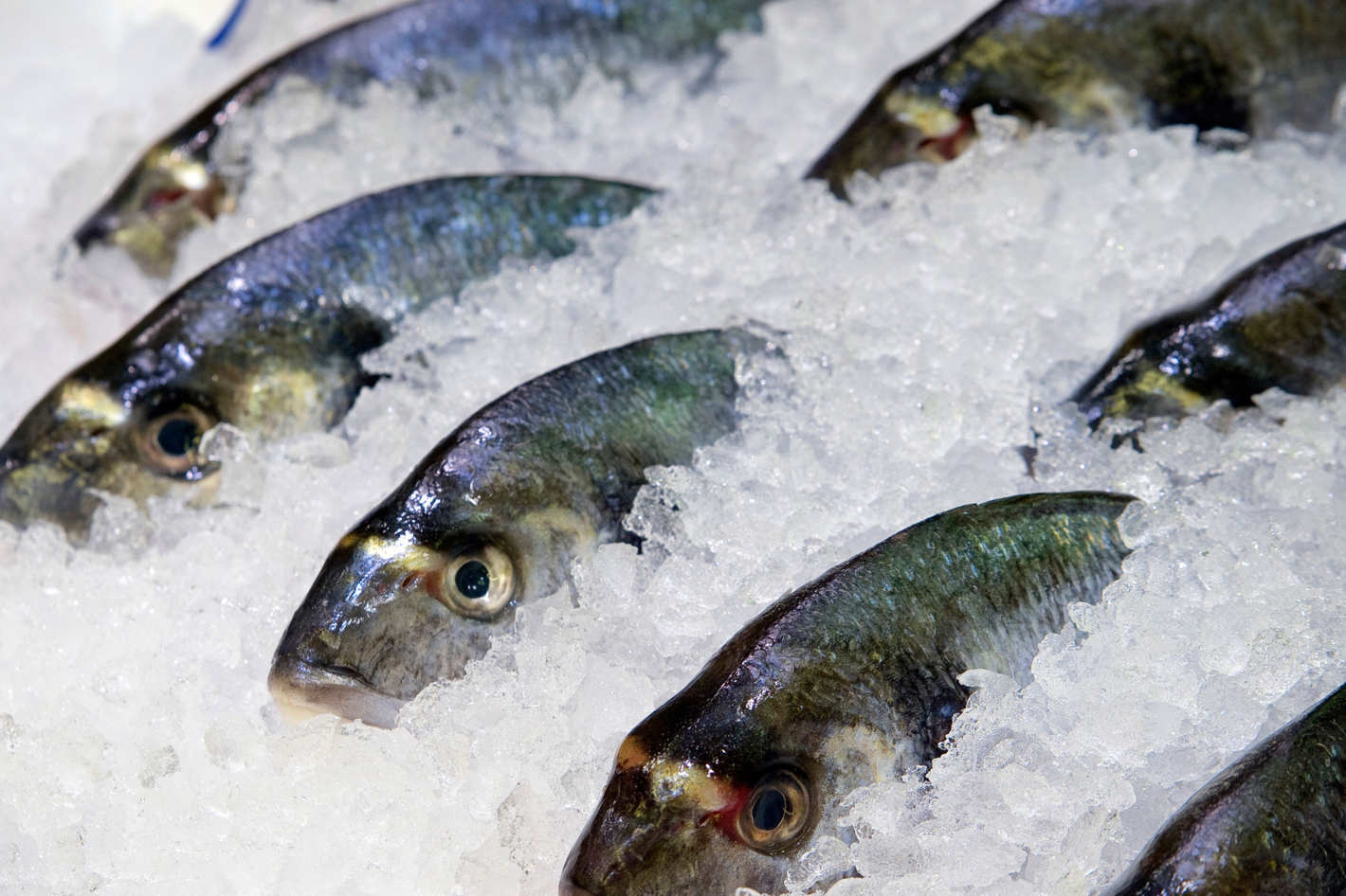 Frozen Seafood – bernardcorrigan
